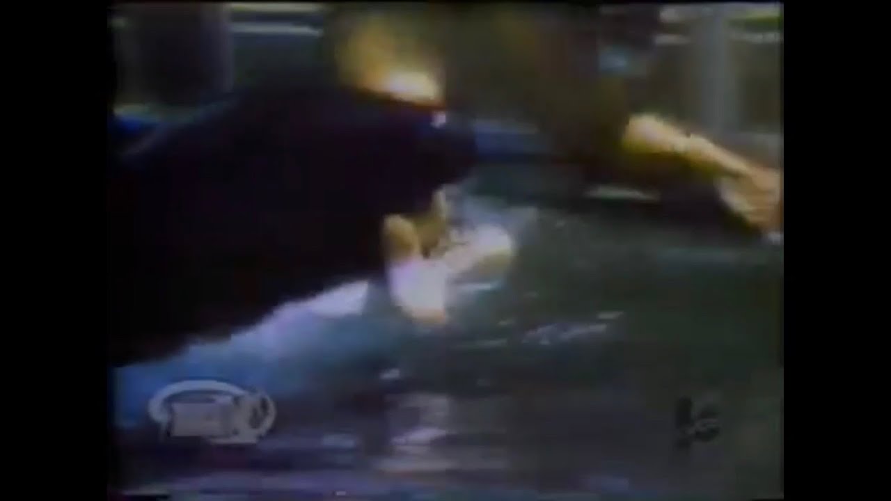 Orca Attack Of Anette Eckis - YouTube