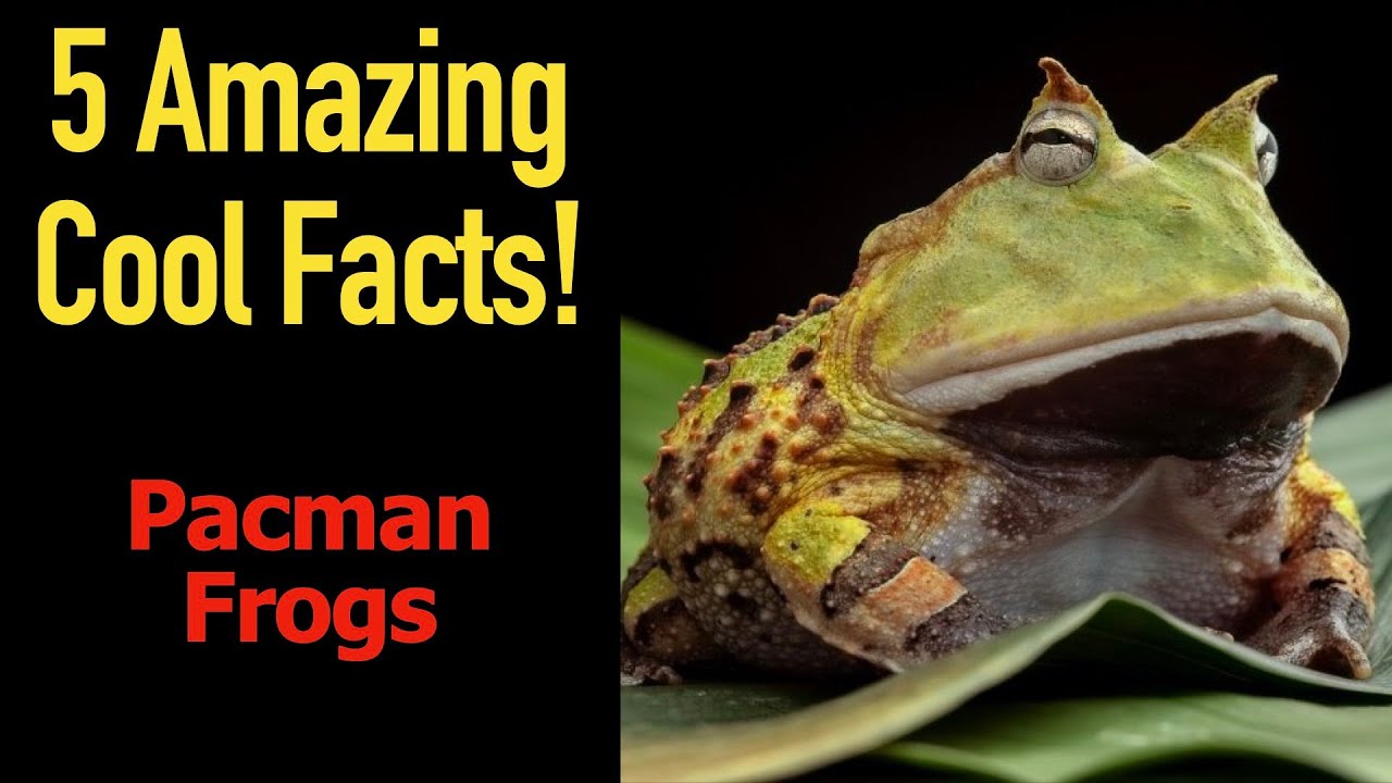 5 Fascinating Facts About Pacman Frogs - YouTube