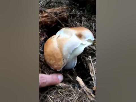 Гарний гриб, ось як закопався! #ліс #гриби #грибники #карпати # ...