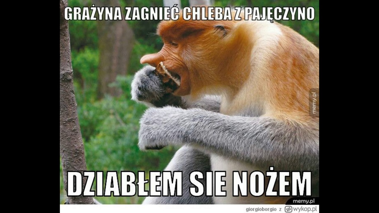 Memy Z Małpą Januszem - YouTube