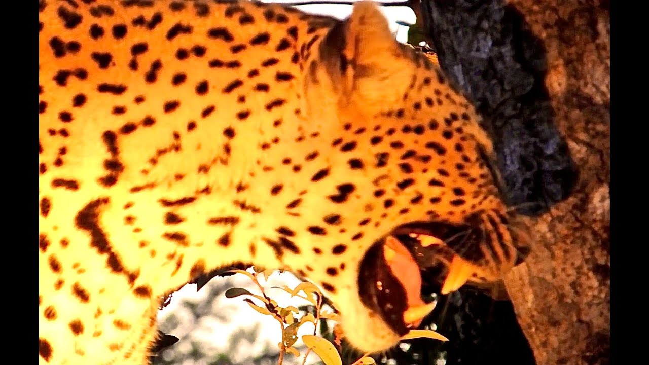 Leopard Calling For Cubs - Latest Wildlife Sightings - YouTube