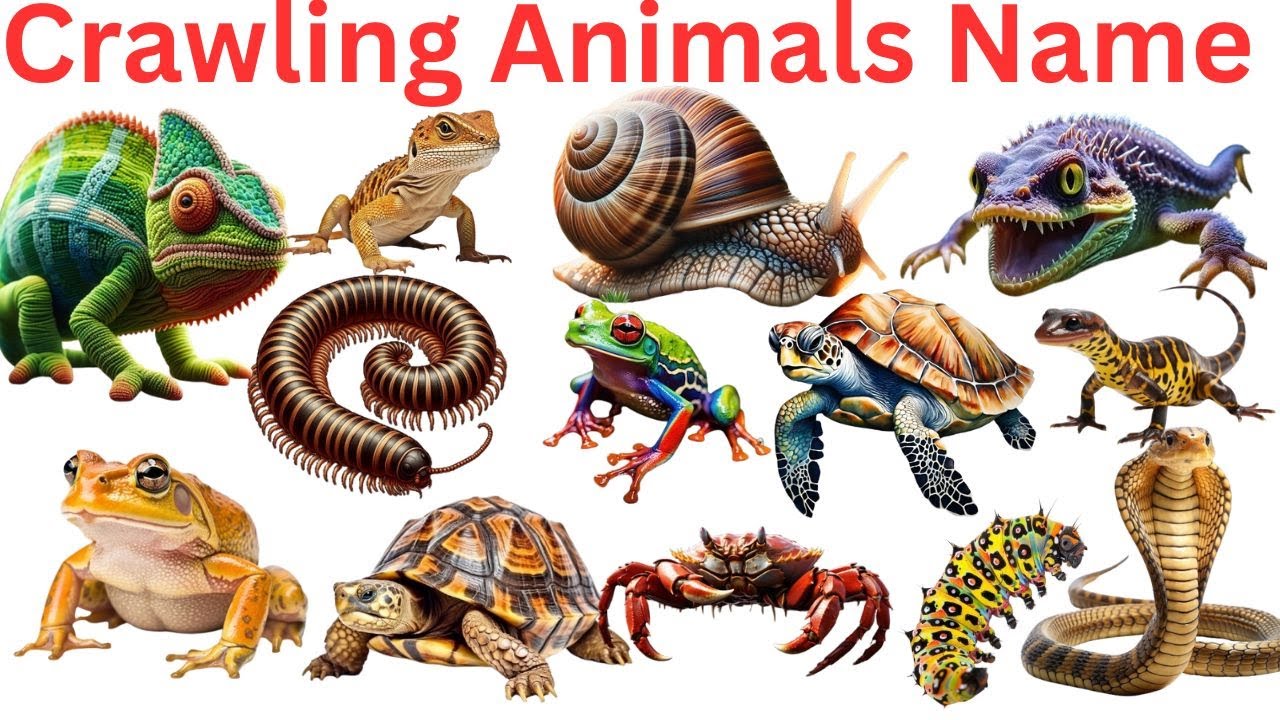 20 Crawling Animals Name for Kids | Learn Crawling Animals in English ...