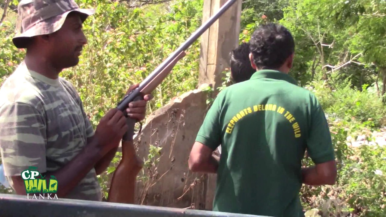 GPS Collars keep track of wild elephants ! - YouTube