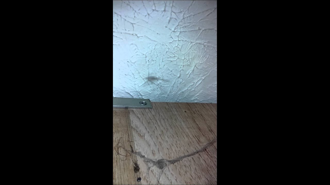 Spiders Defence Mechanism, Spinning. - YouTube