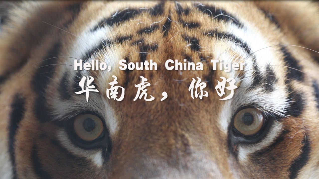 Shaoguan, Guangdong Protects South China Tigers Devotedly | iPanda ...