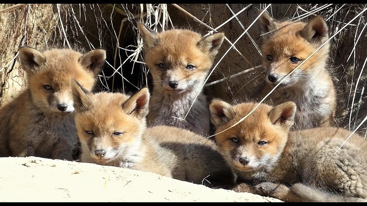 Baby foxes first look at the world..100% Fun Guaranteed....200% ...