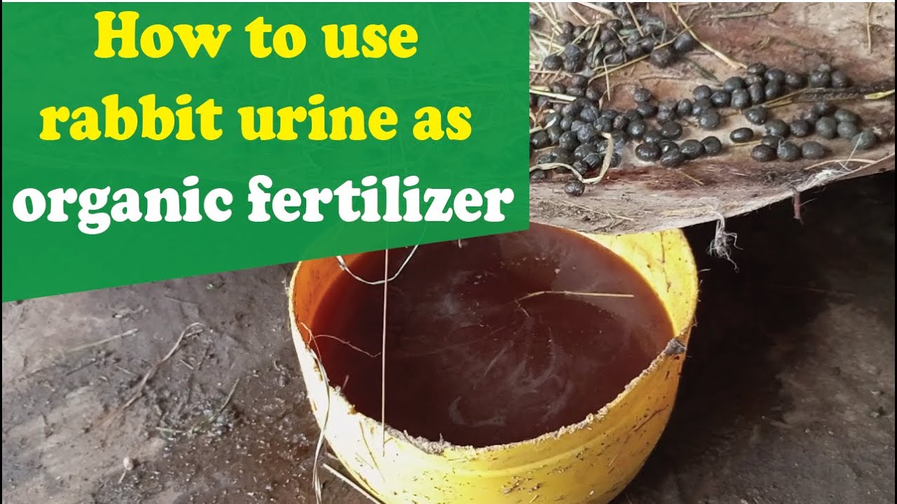 How to use rabbit urine as organic fertilizer - YouTube