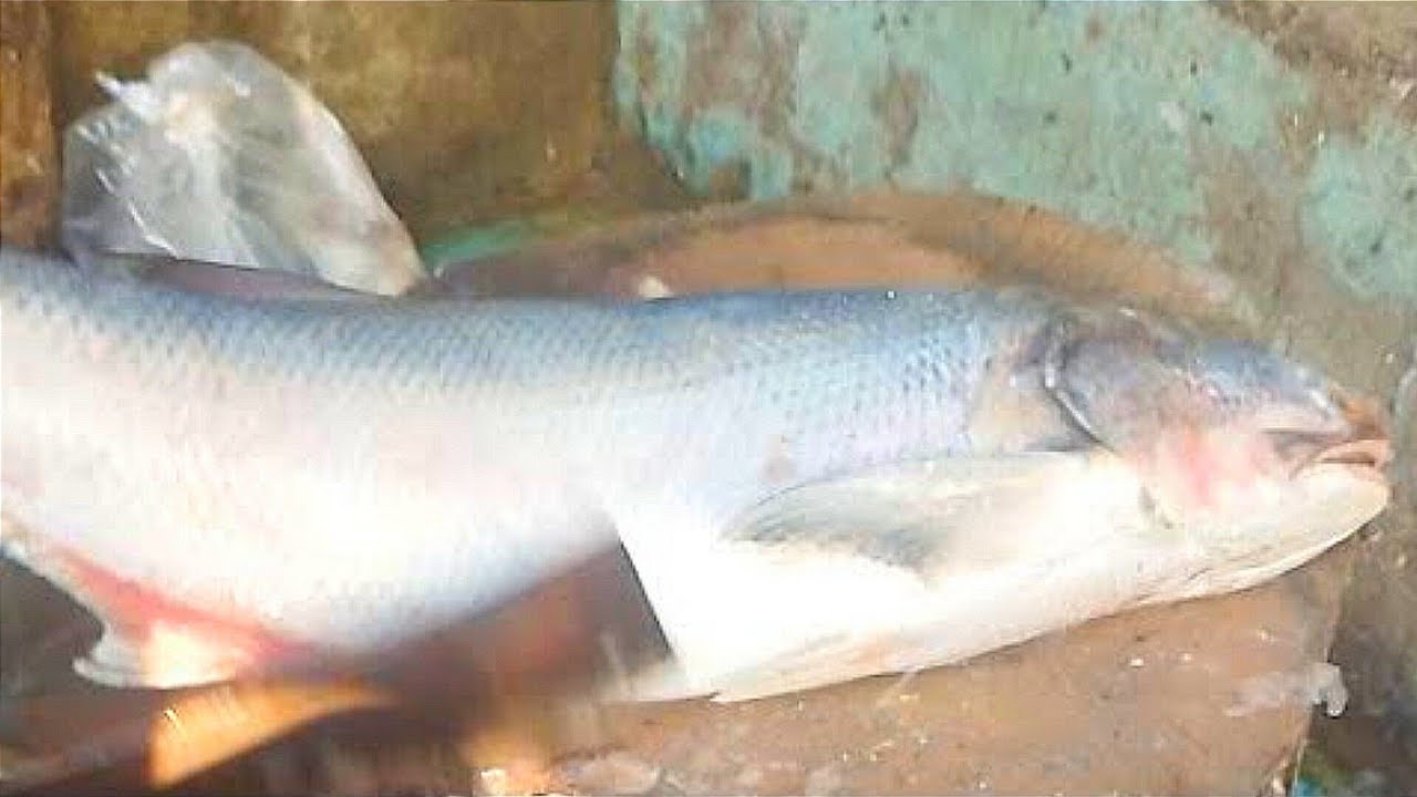 Talla fish cutter Live in Bangladesh Fish market fish cutting Experts ...