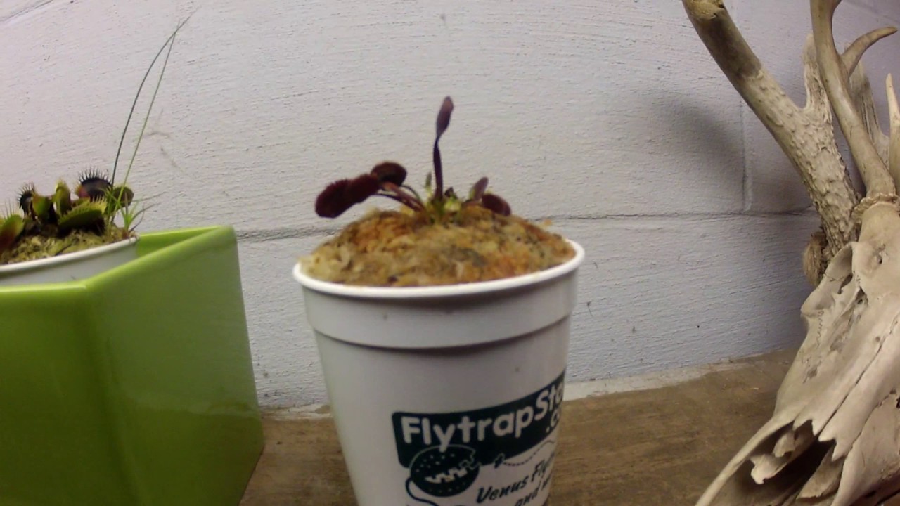 Gold Strike Venus flytrap - YouTube