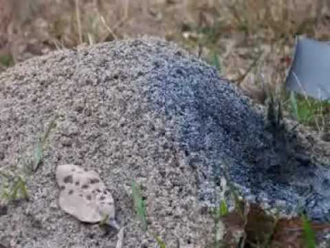 2nd Ant-bed vs. Firecracker - YouTube