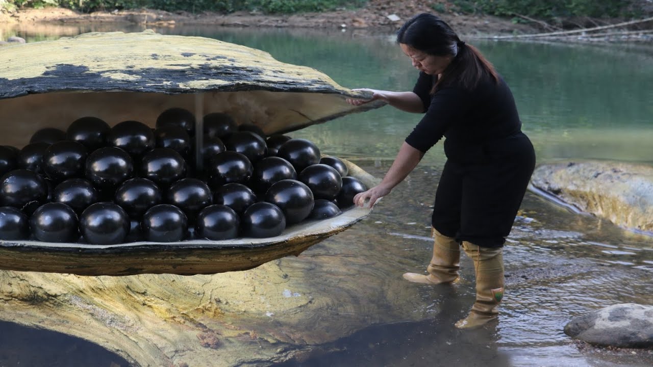 Prying open a giant freshwater giant clam reveals it filled with ...