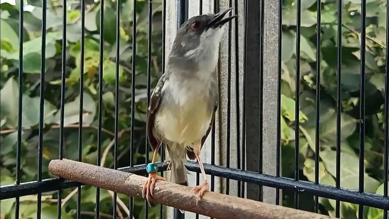 ciblek semi gacor, TERAPI terbaik ciblek semi Malas bunyi - YouTube