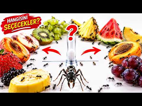 KARINCAların Önüne 10 Farklı MEYVE Koydum! Hangisini Seçtiler? 🐜🍉  Karınca Evim DENEYLER SERİSİ