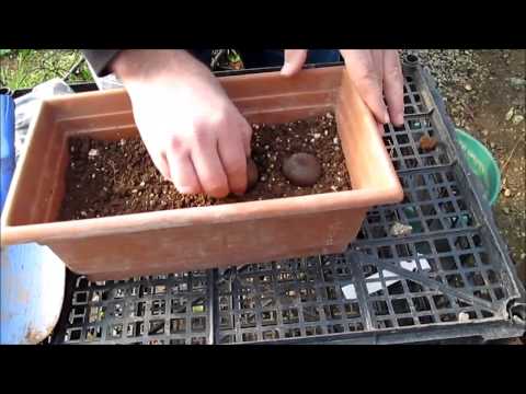 Lale Soğanı Nergis Soğanı Sümbül Soğanı Çiçek Soğanı Nasıl Dikilir