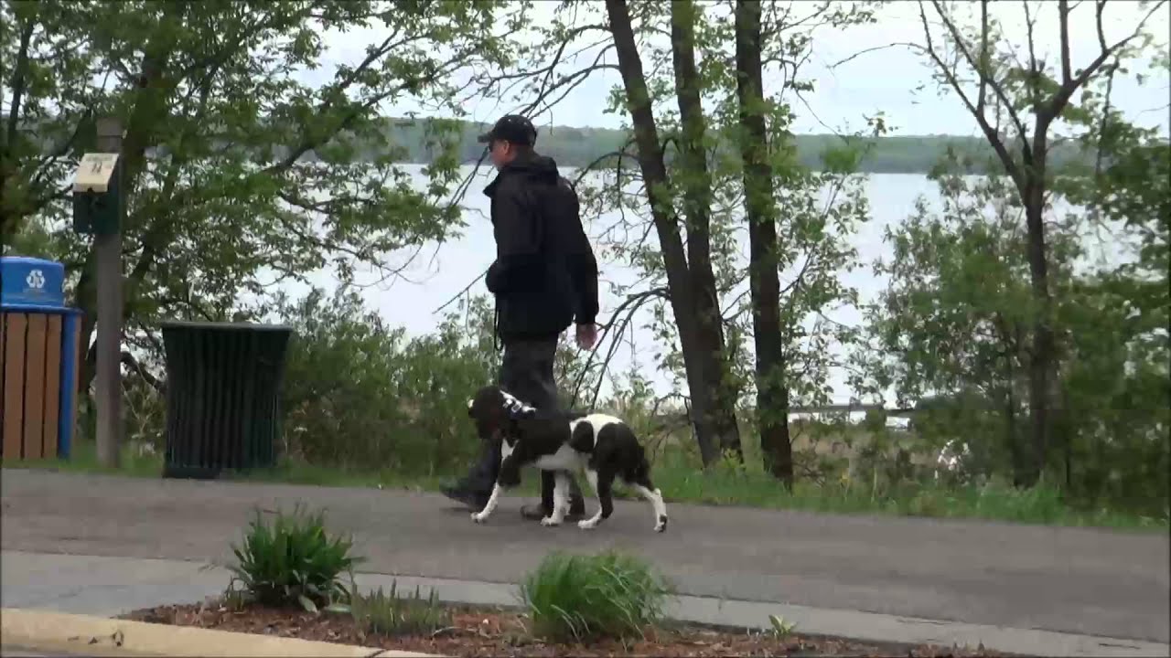 Theo (Springer Spaniel) Dog Training Camp Video - YouTube