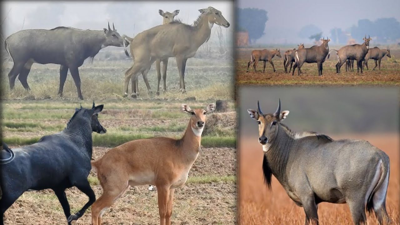 Jungali Janwar Nilgai || जंगली जानवर नीलगाय - YouTube