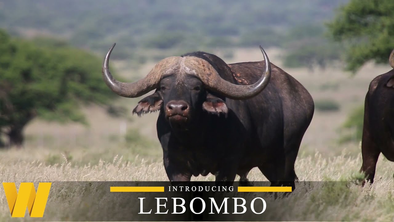 Cape buffalo breeding bull Lebombo - YouTube