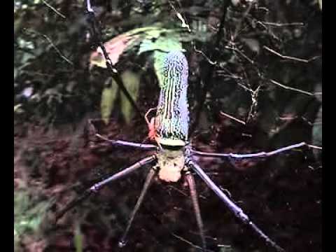 Mate binding behavior of male orb-web "Nephila pilipes" spider - YouTube