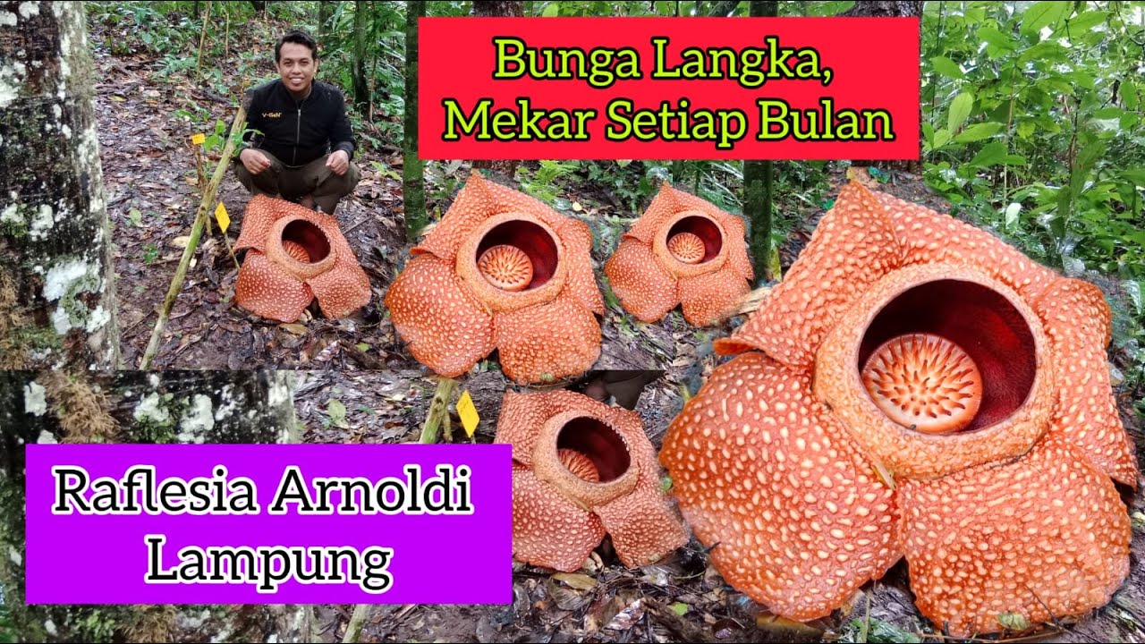 Raflesia Arnoldi Lampung, Bunga Langka Yang Sering Dikira Bunga Bangkai ...