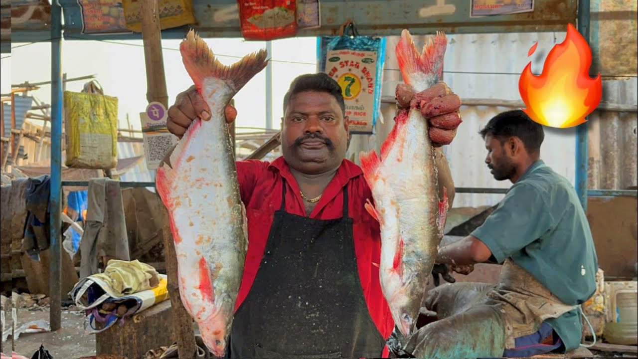 RARE🔥RED & WHITE BASHA FISH | KASIMEDU SELVAM FISH CUTTING | KASIMEDU ...