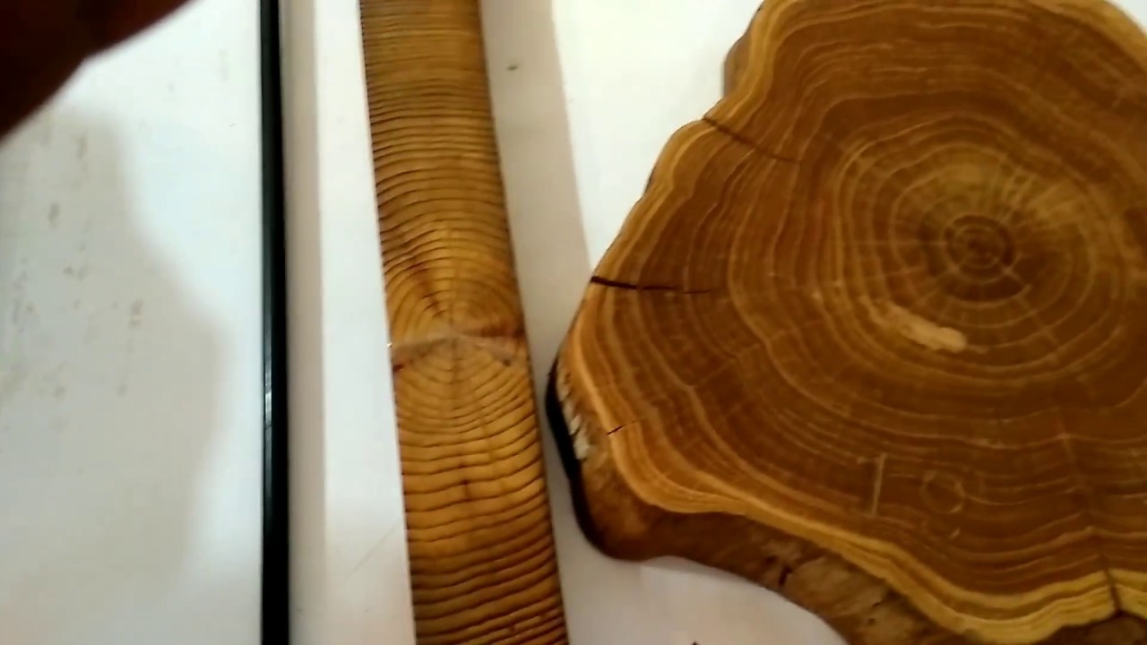 Dendrochronology -how to measure age of a tree - YouTube