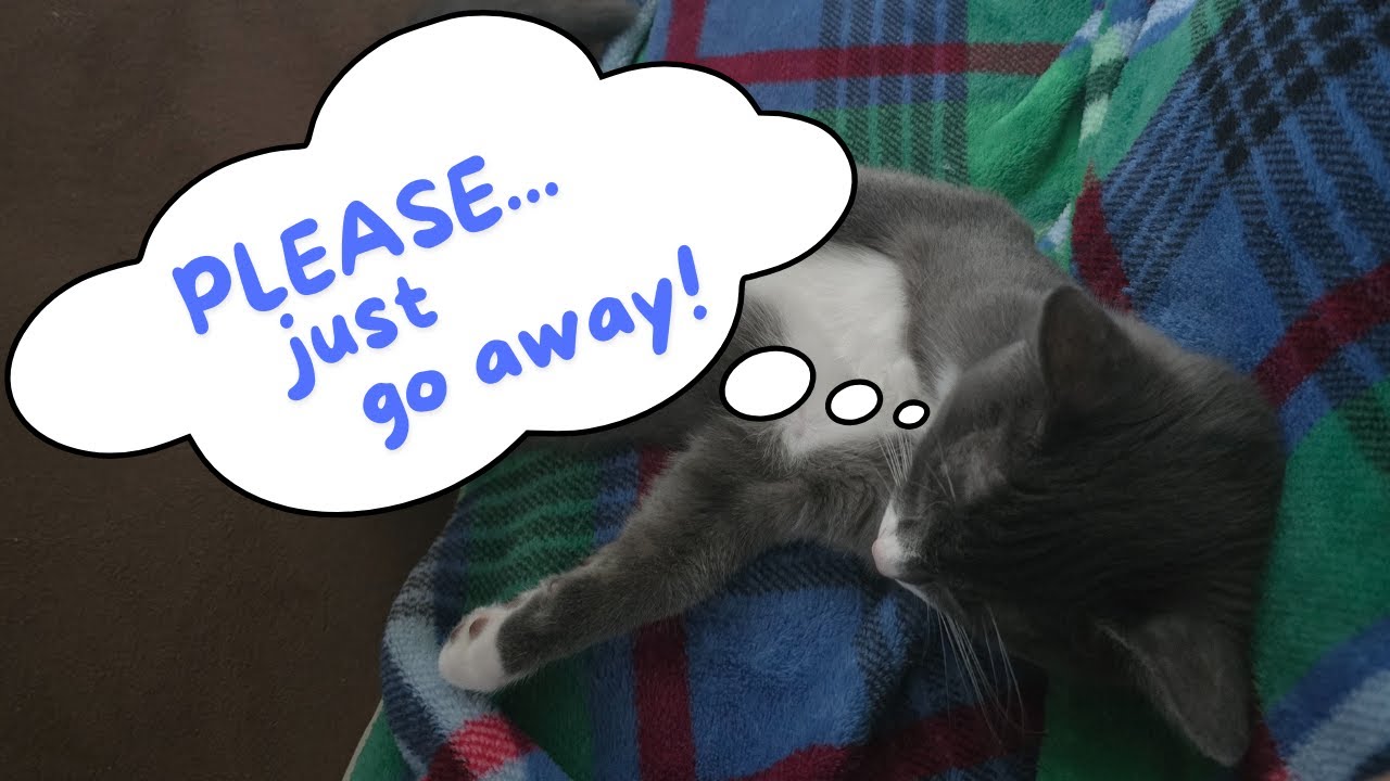 JUST LEAVE ME ALONE!! - YouTube