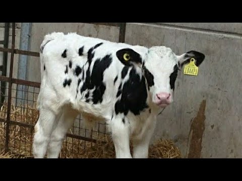Import HF Calf Top Breeding Top Brand Calf in Samruddhi Dairy Farm # ...