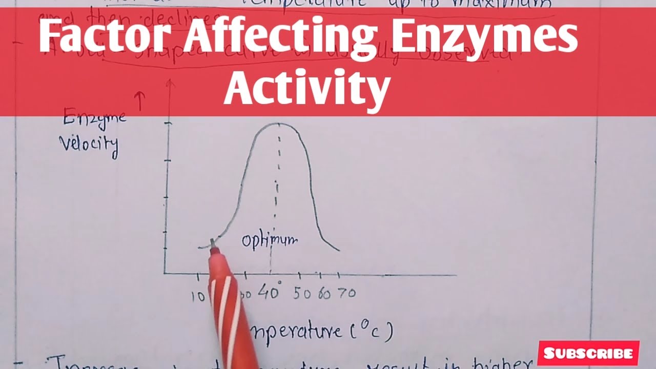 Factor Affecting Enzymes Activity | biochemistry - YouTube