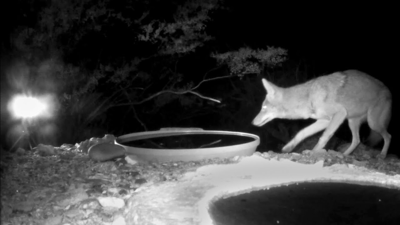 Coyote Startled by Infrared Trail Cam - YouTube