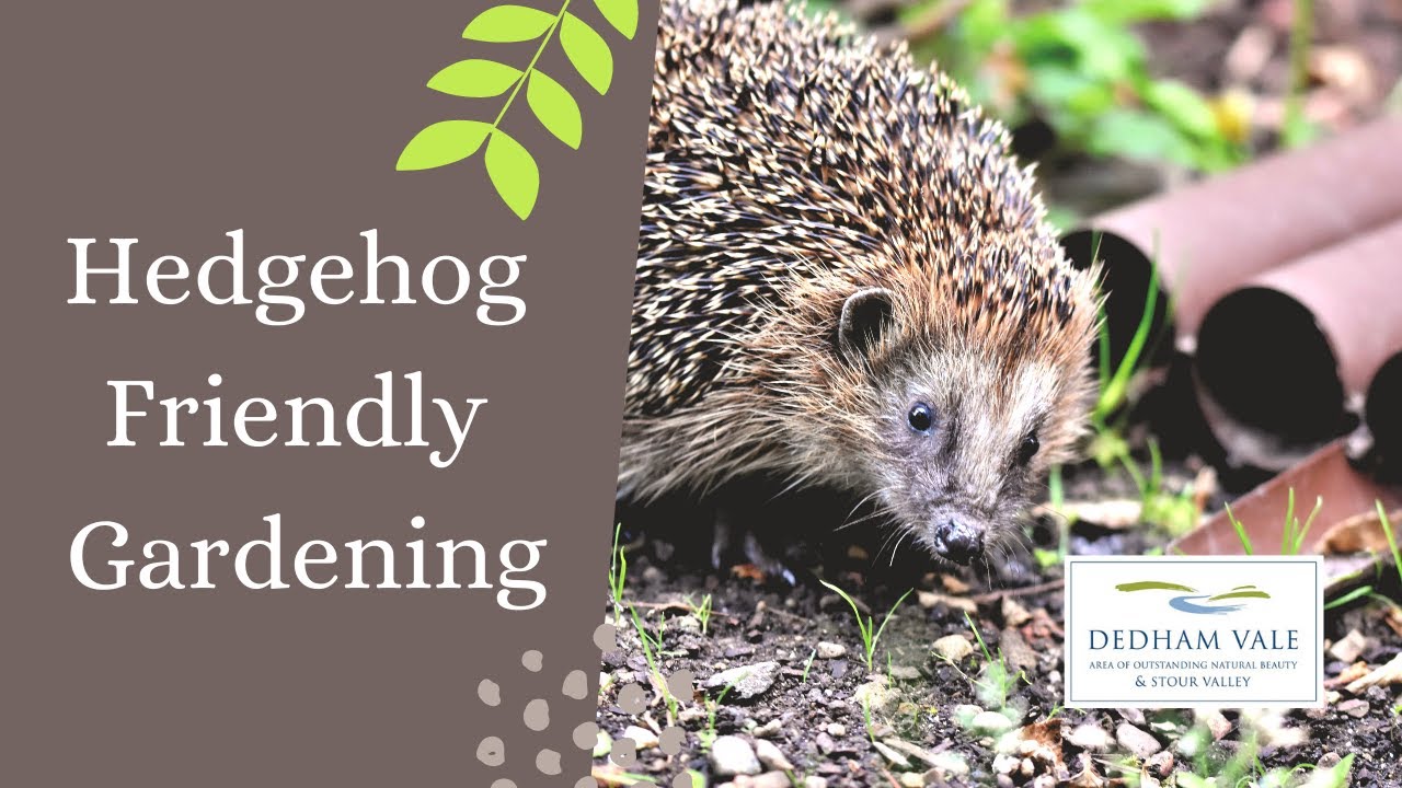 Hedgehog Friendly Gardening Tips - YouTube