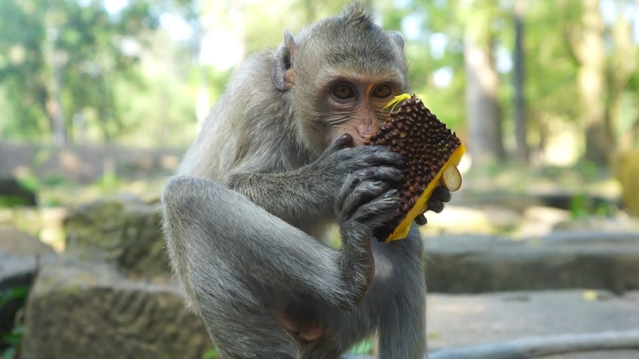 Feeding poor monkey Dawn, eat jackfruit - YouTube