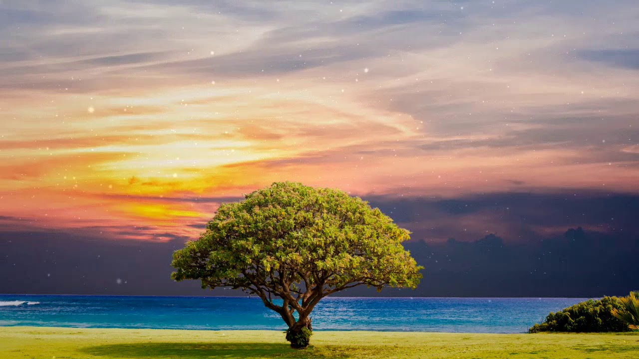 [FREE] ACUSTIC GUITAR - PEACEFUL SOUND - RELAXING SUNSET - YouTube