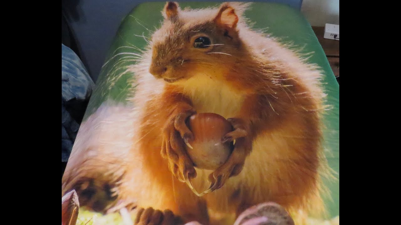 Squirrel springs above the baffles - YouTube