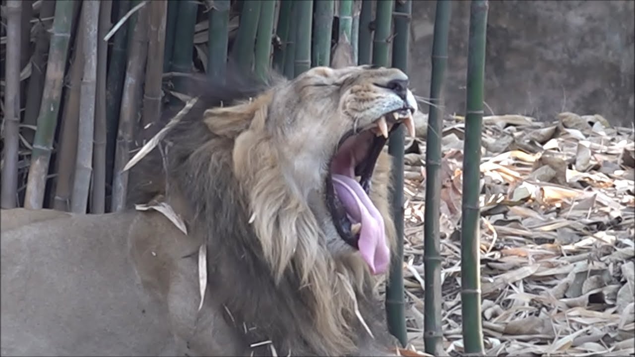 Thrilling ! Just A Simple Yawn Of Asiatic Gir Male Lion ...