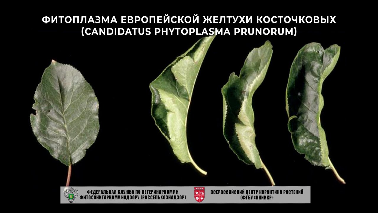 Фитоплазма европейской желтухи косточковых (Candidatus Phytoplasma ...