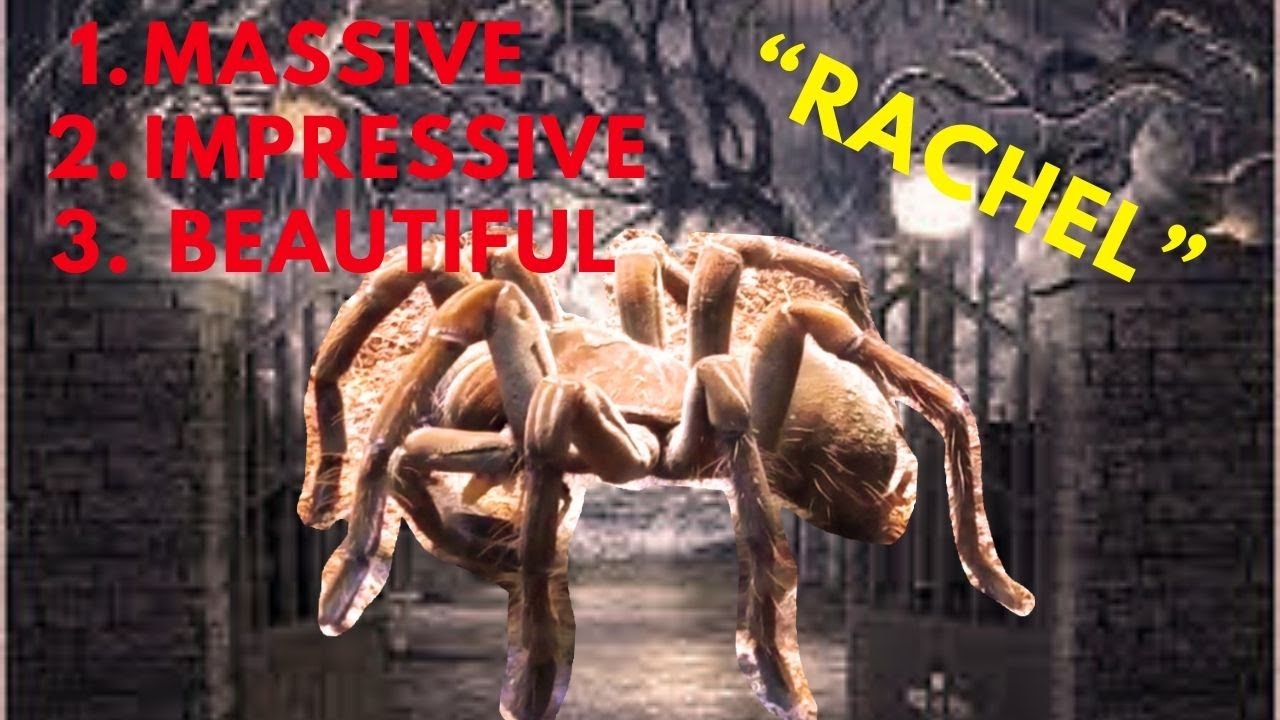 💀👹💀"RACHEL" 💀👹💀MASSIVE👹👹IMPRESSIVE👹BEAUTIFUL GOLIATH TARANTULA💀👹💀 ...