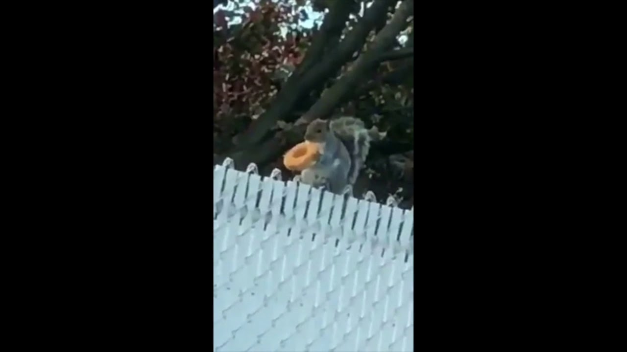 Squirrel eating a donut - YouTube