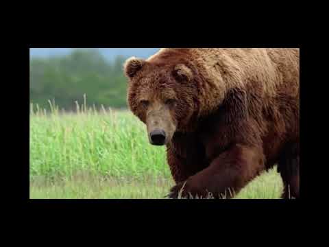 Disneynature bears ￼sky vs chinook￼