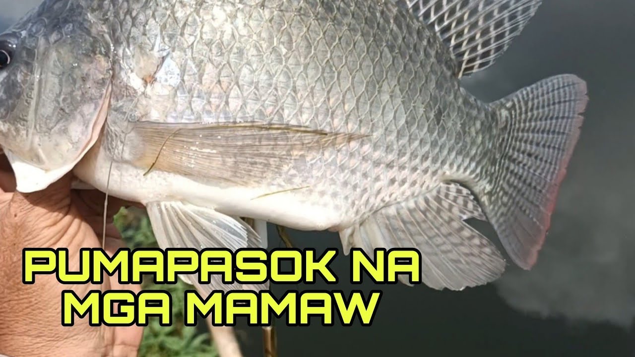 full video hunting kahapon. may mga mamaw na - YouTube