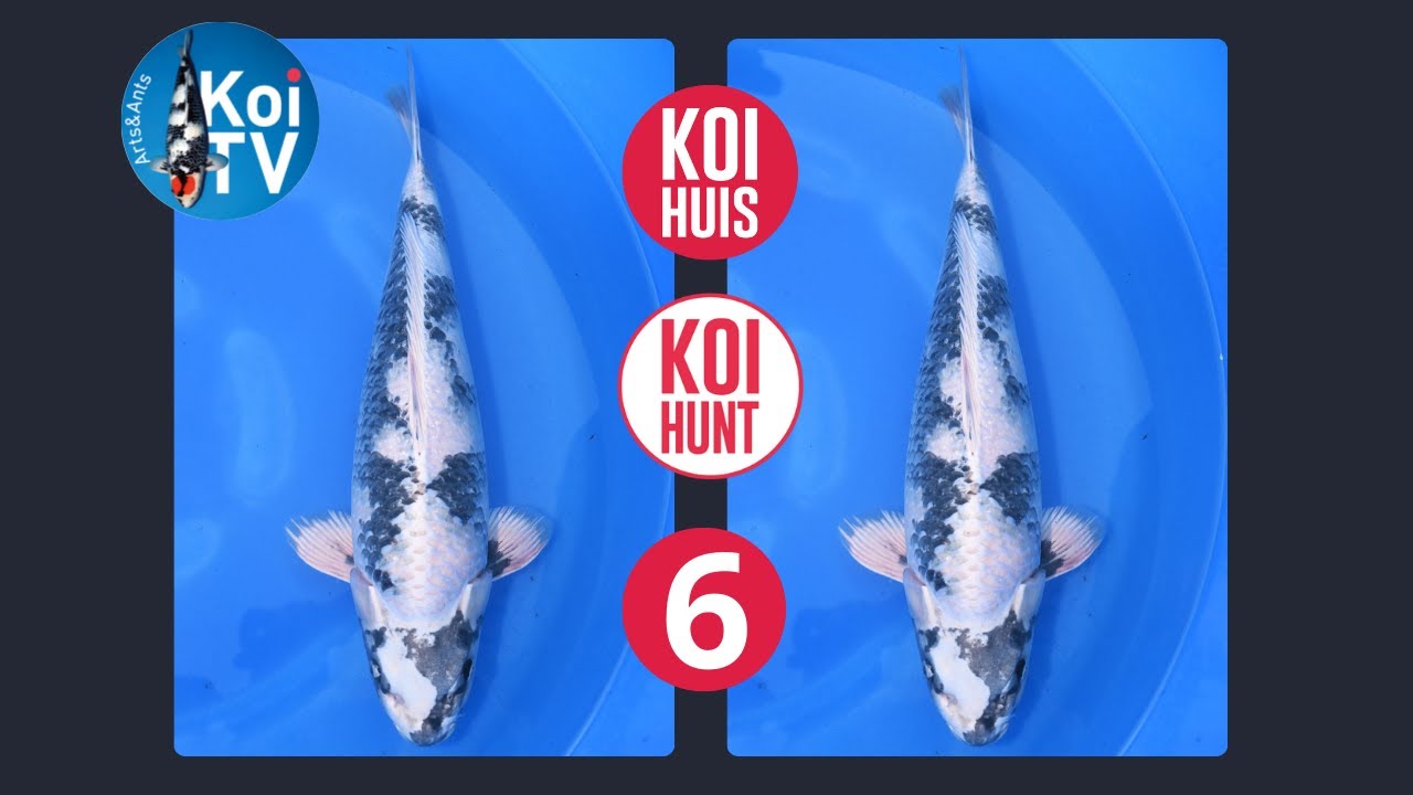 KOI TV | KoiHuis KoiHunt najaar 2024 deel 6 | Takatatsu - YouTube