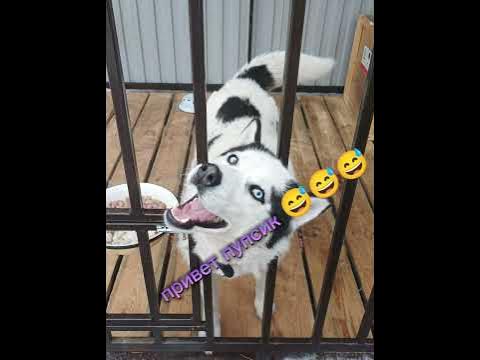 моя любимая собака 🐶🐕 - YouTube