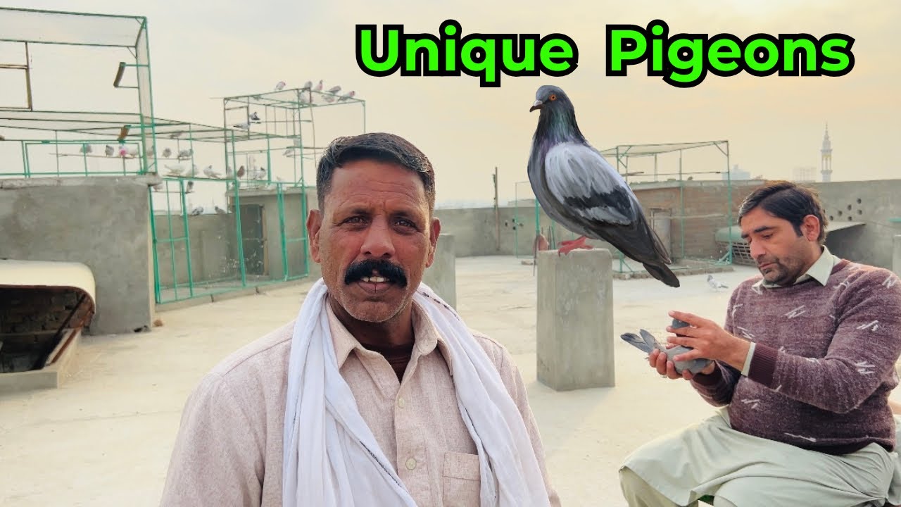 Unique Pigeons 🤯 Dhoke Ratta Pigeon Club - YouTube
