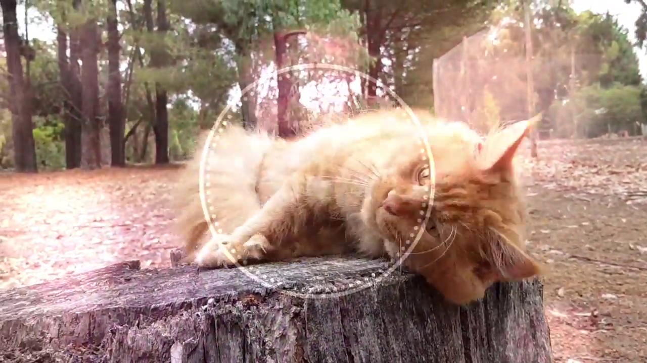 The log cat - YouTube