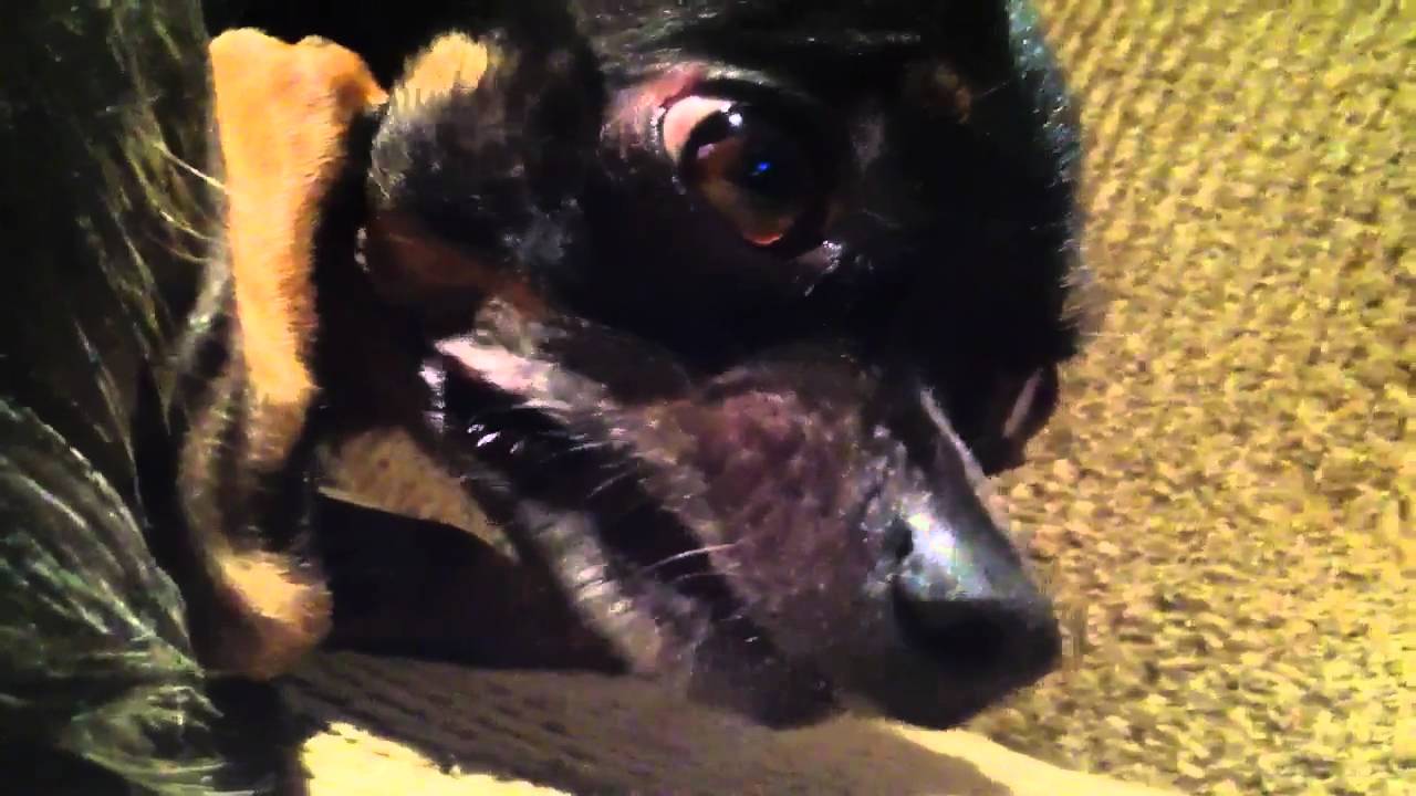 Stephen Chihuahua Harper is Mexican !! - YouTube