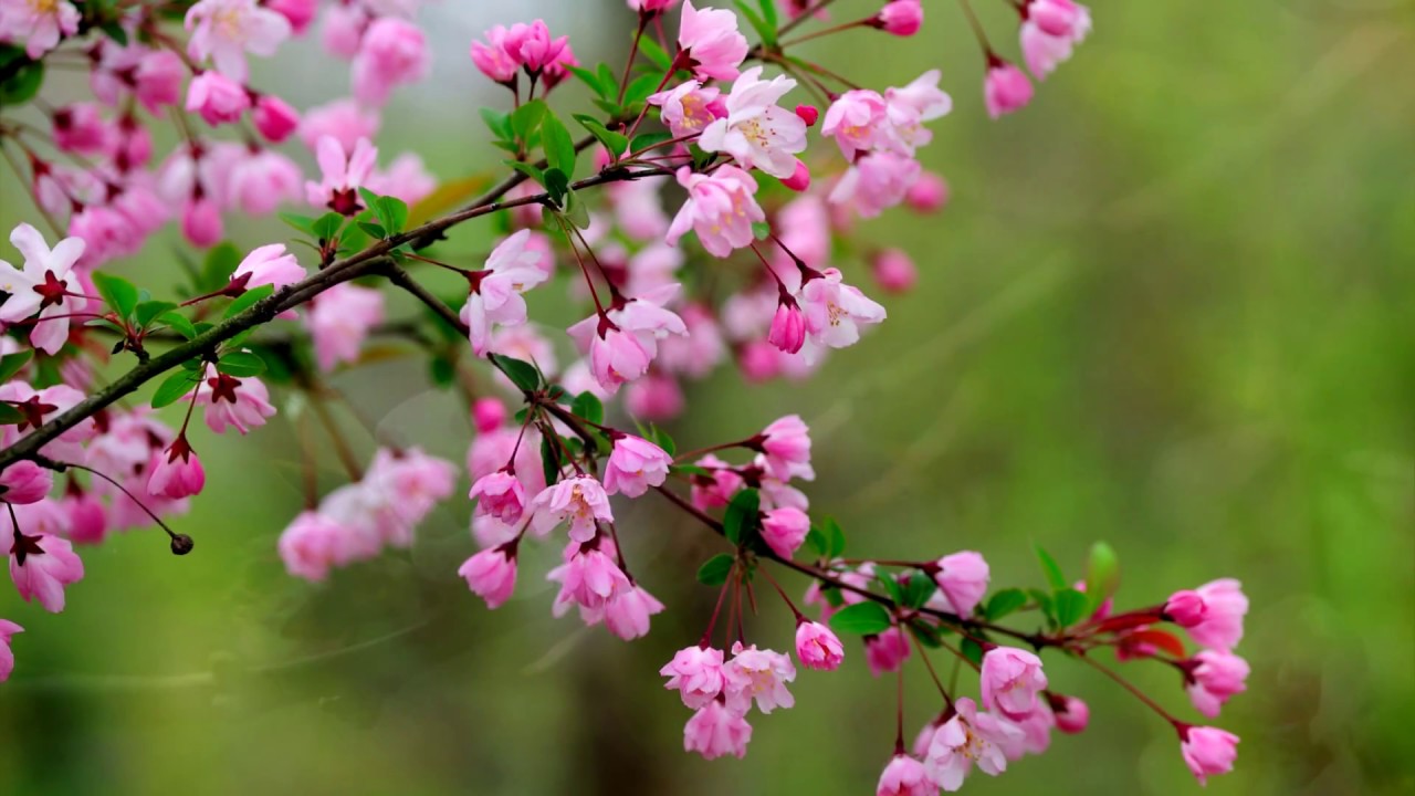 Tarva yeghanakner - Տարվա եղանակներ (music and lyrics by Anahit ...