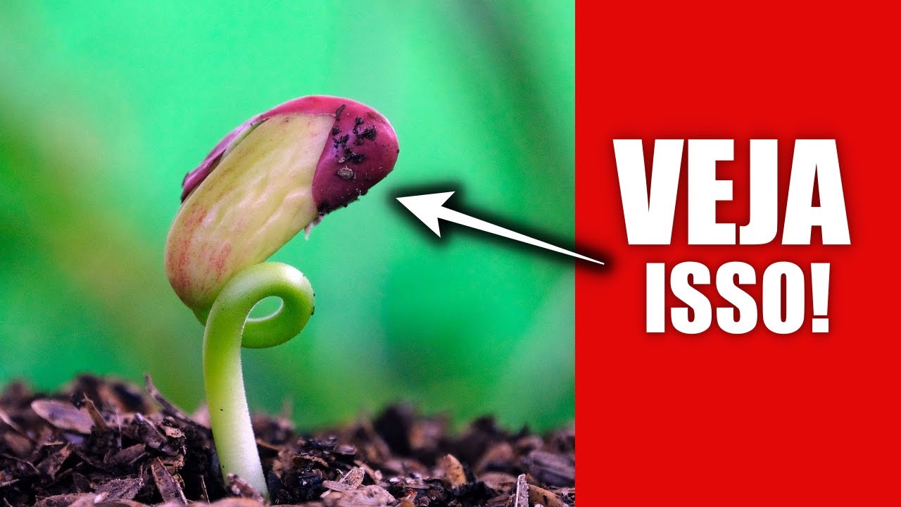 O QUE É GERMINAÇÃO? - YouTube