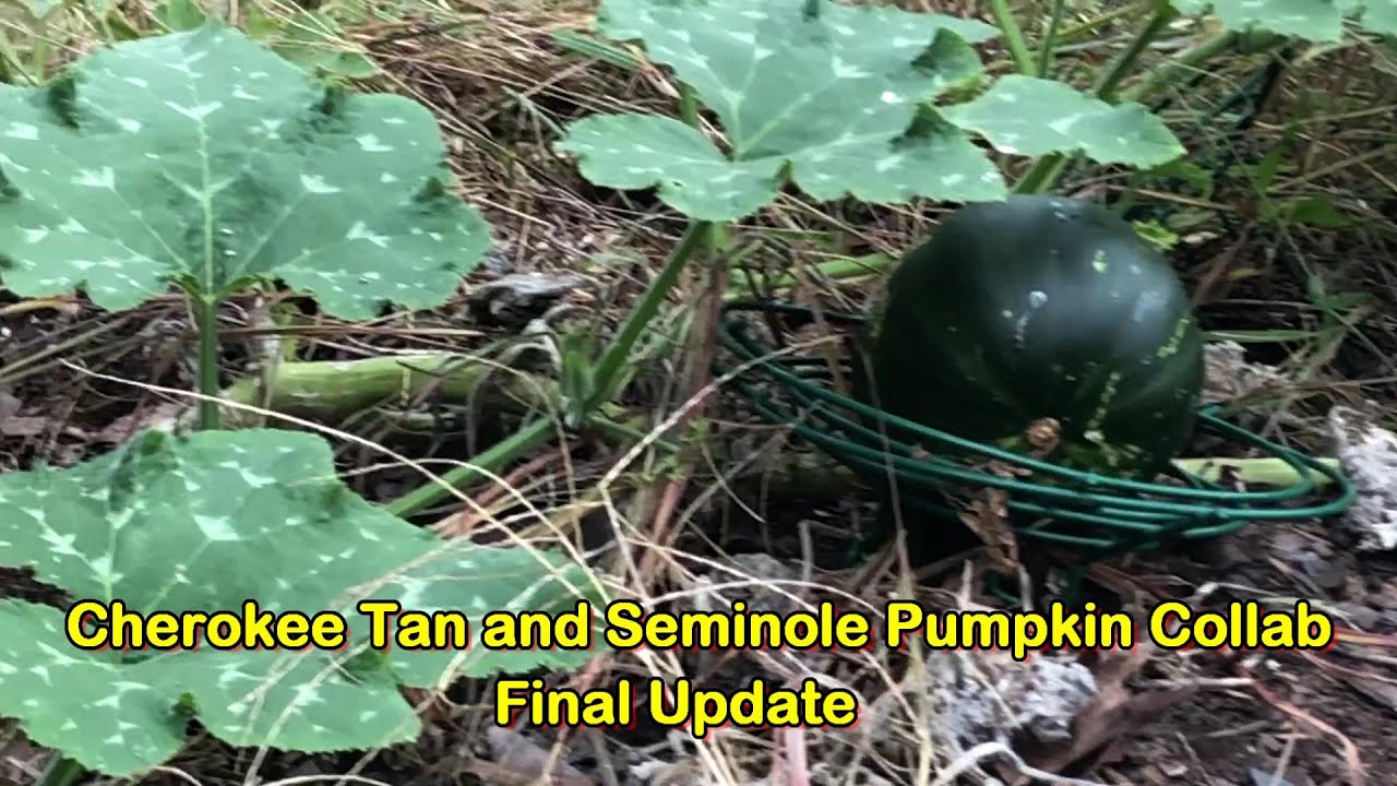 Cherokee Tan and Seminole Pumpkin Collab: Final Update - YouTube