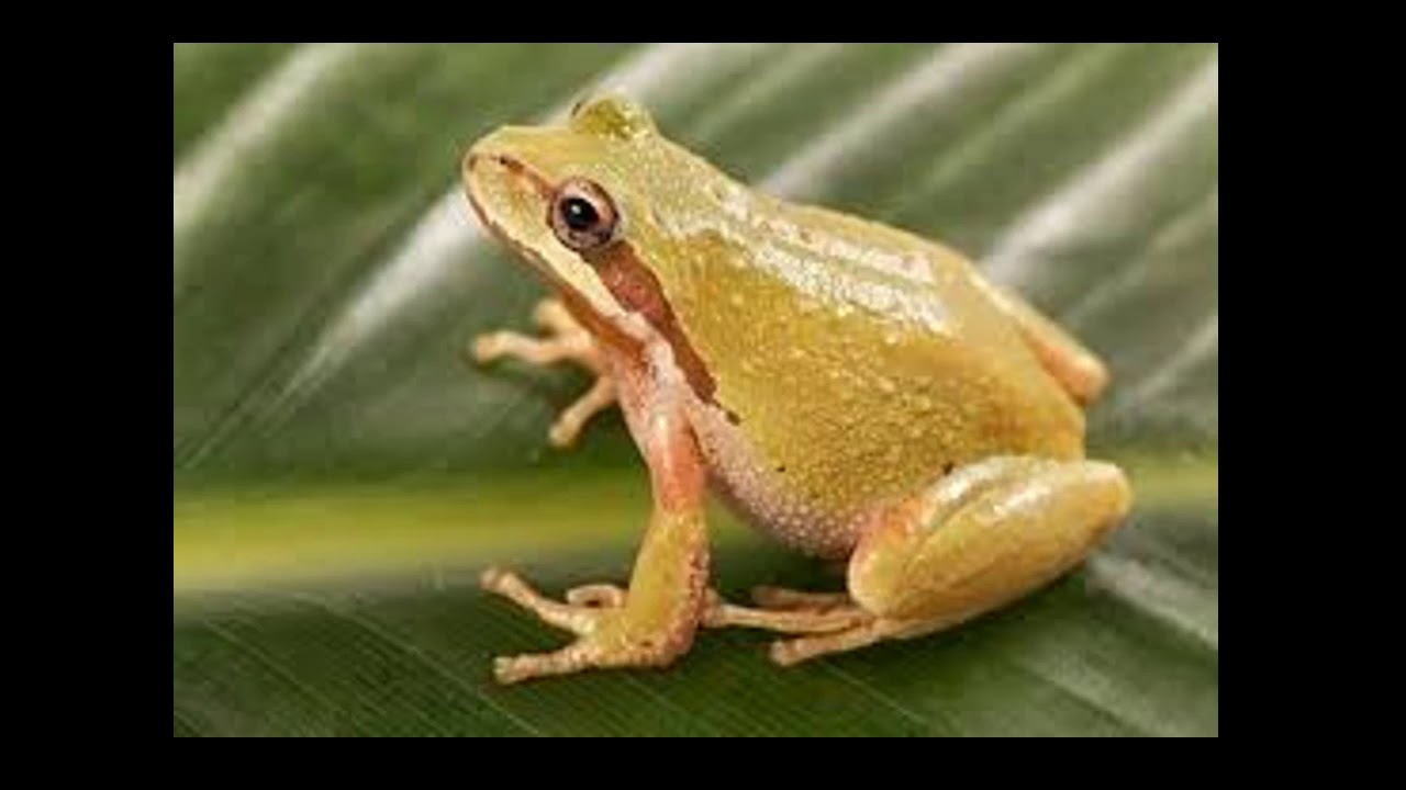 frog 01 - YouTube
