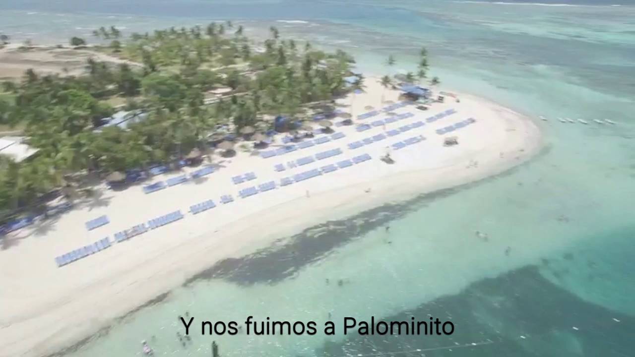 From palomino to palominito from the sky - YouTube