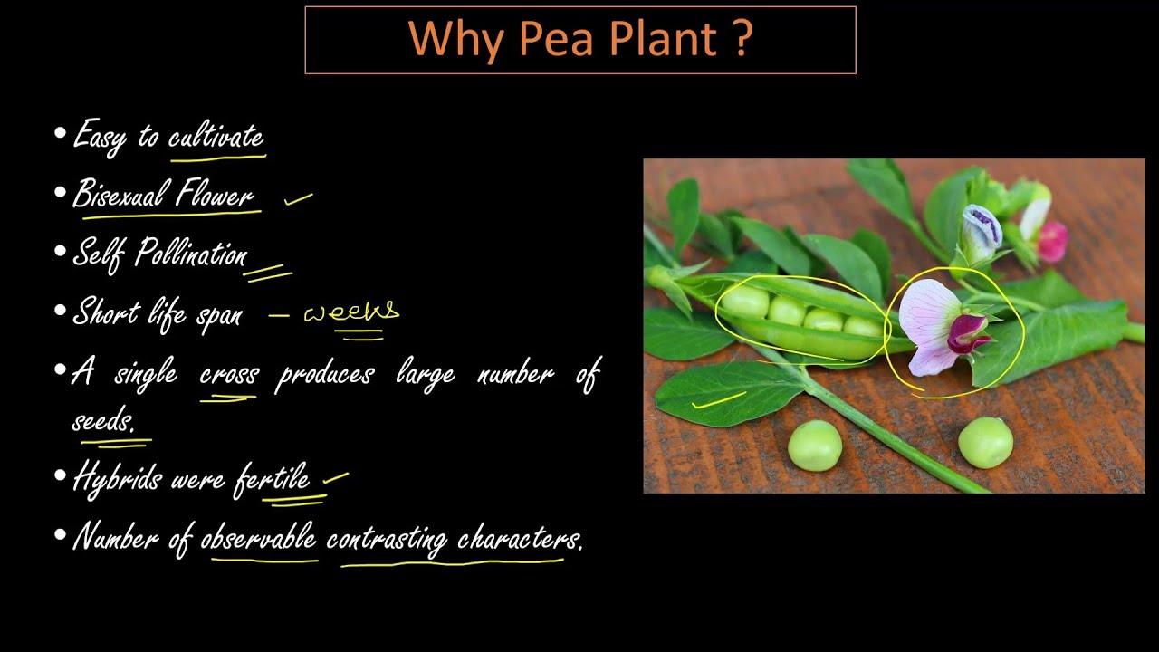 Mendel, Pea Plant & Contrasting Characters | Heredity and Evolution ...